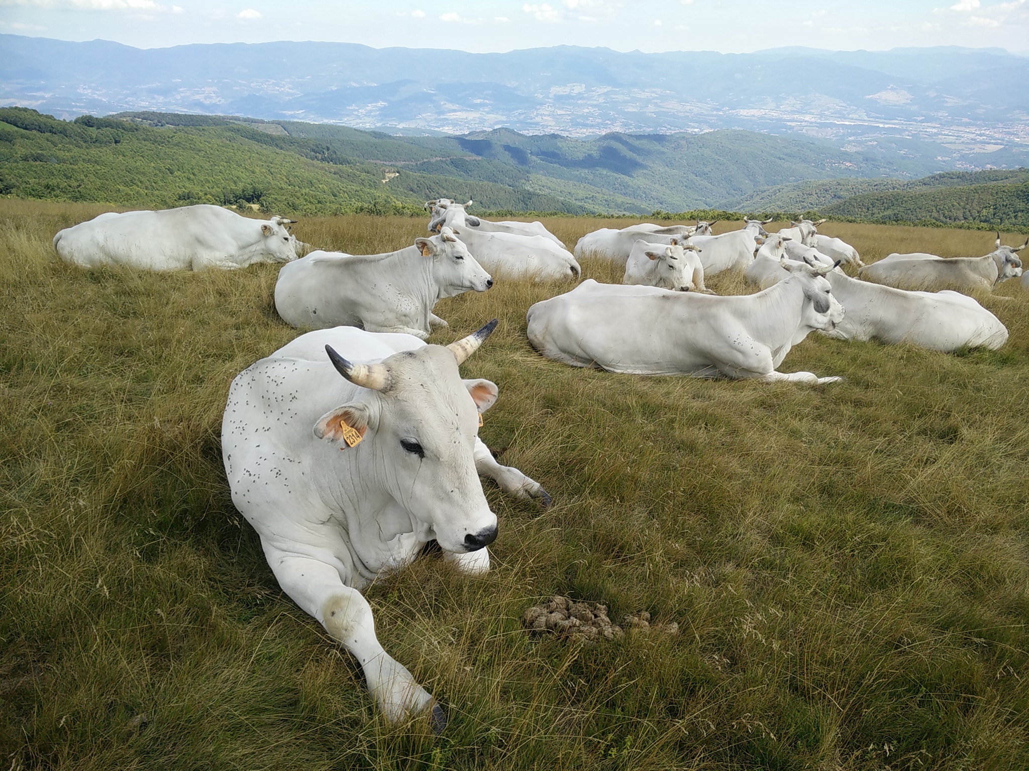 Escursione sul Pratomagno: dal Monte Lori alla Croce | Borghi Toscana
